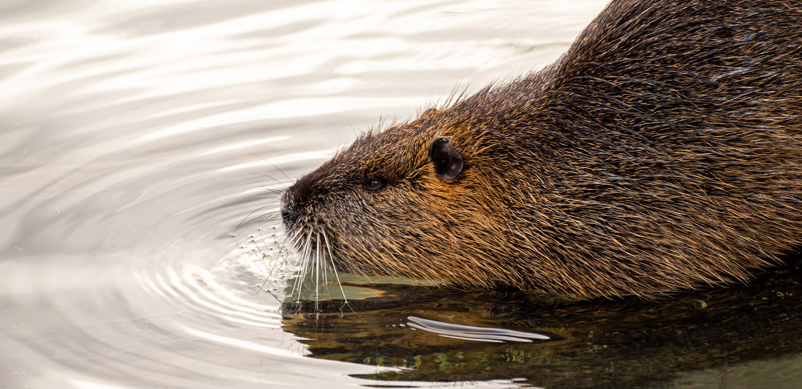 Kako dabar gradi svoju kućicu