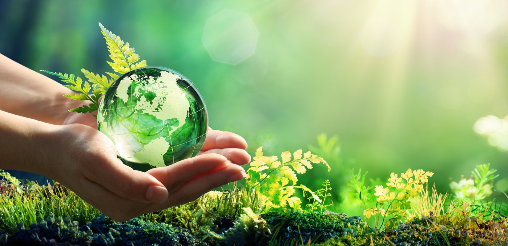 Lesson 1B: Going Eco