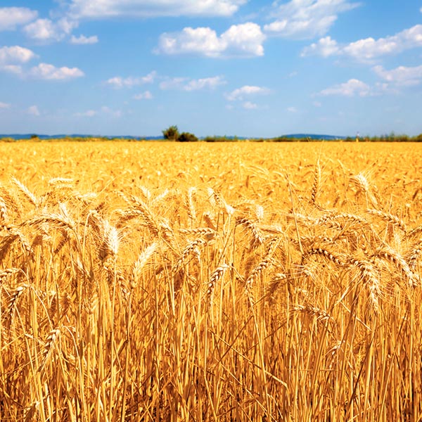 Zavičaji i gospodarstvo