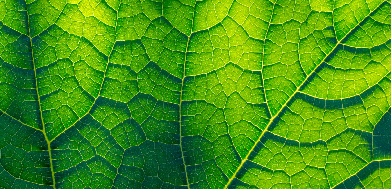 Disanje biljaka i ostalih skupina organizama