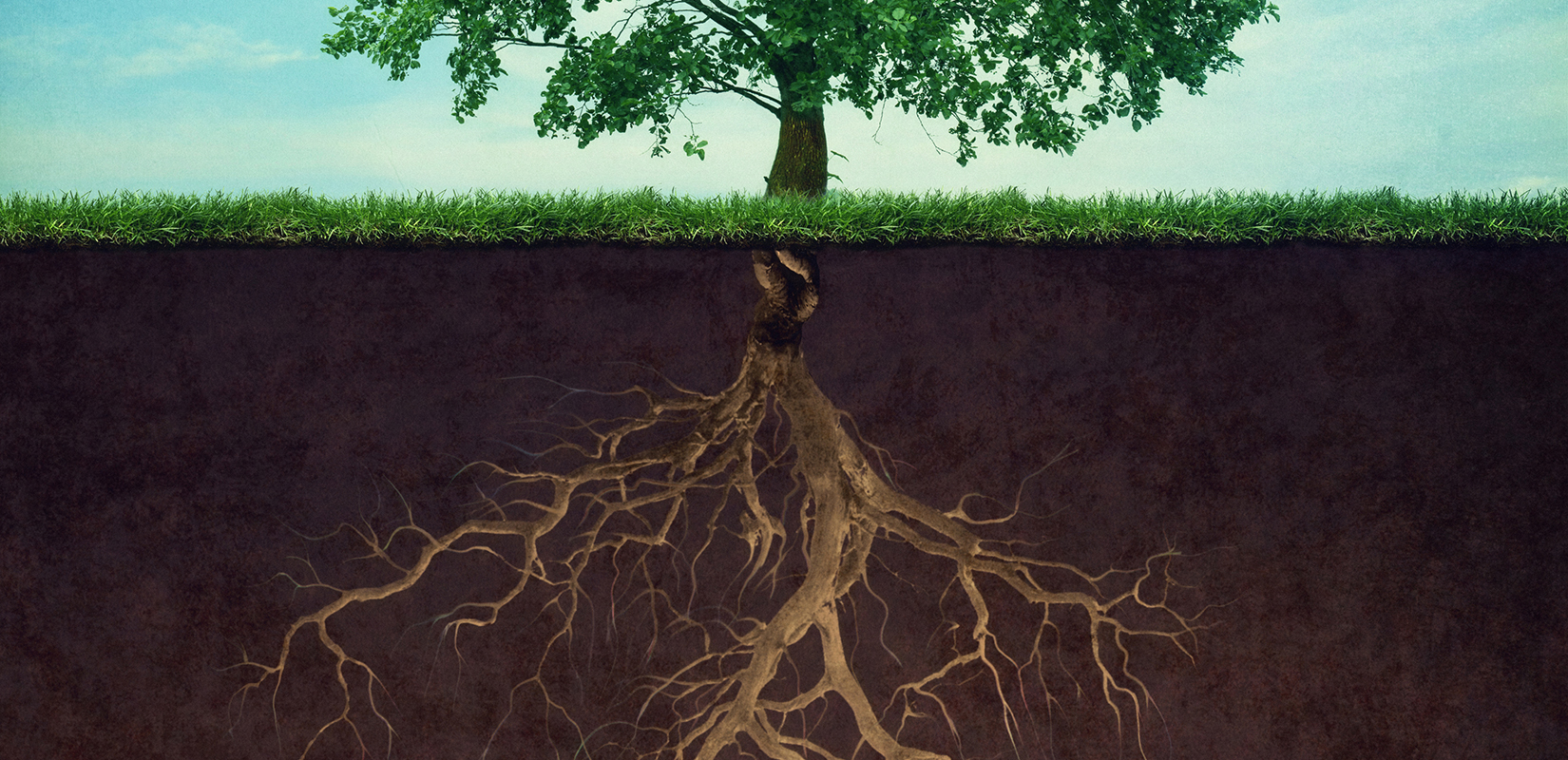 Prijenos tvari kroz tijelo biljaka i ostalih skupina organizama