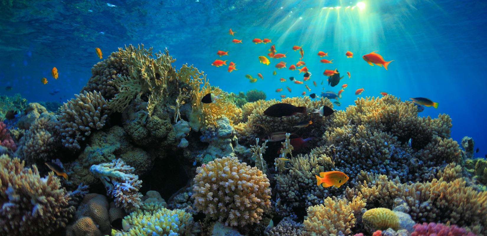 Biološka raznolikost