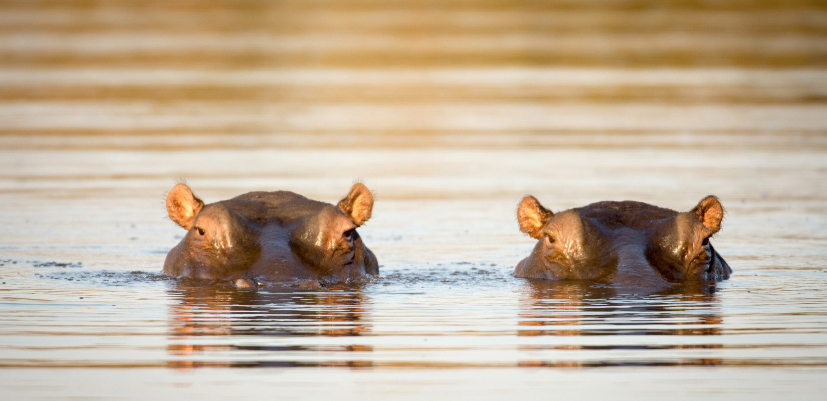 Slova N, NJ (Konjički sport)
