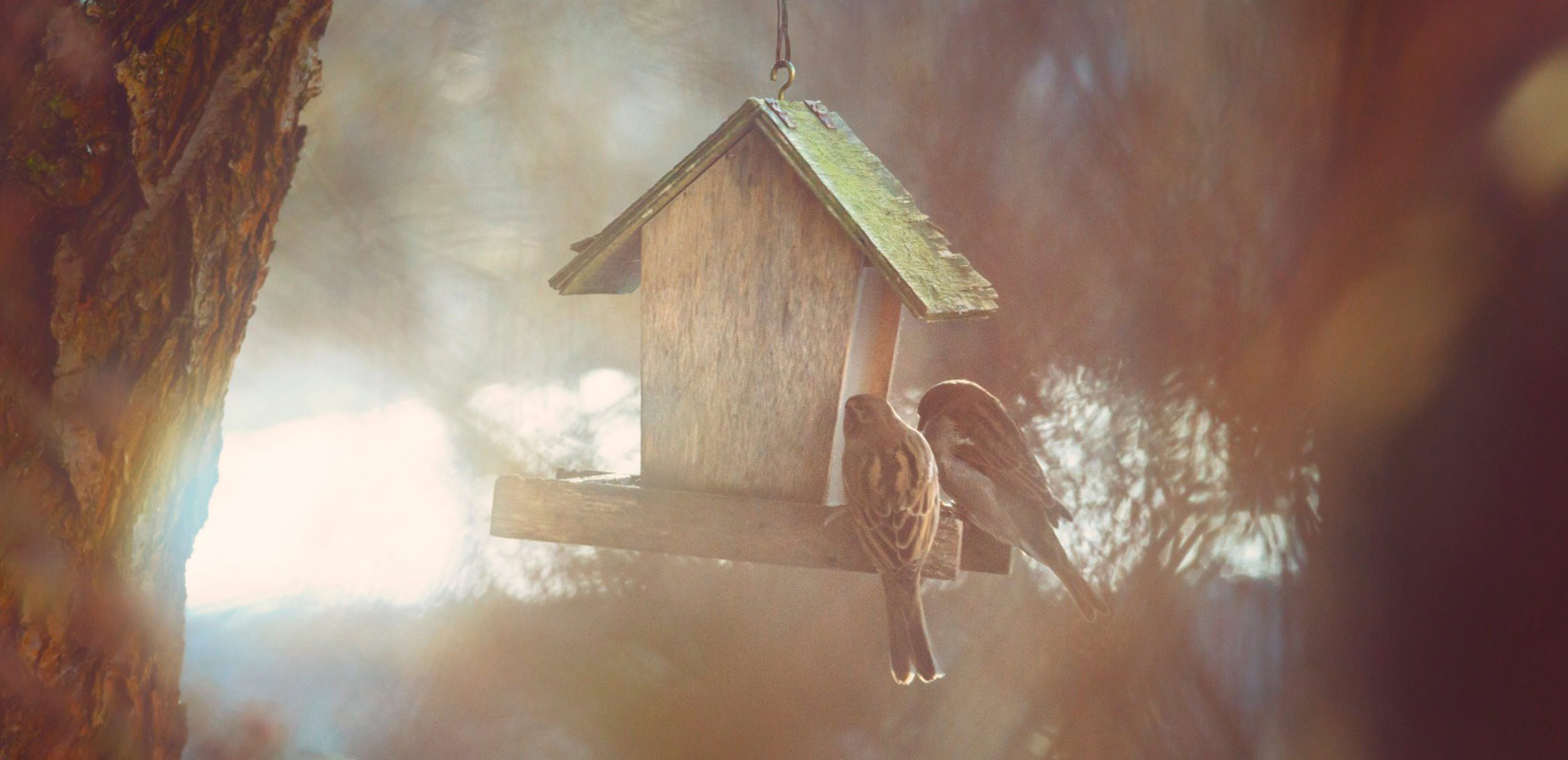 Slovo C (Ptice stanarice)