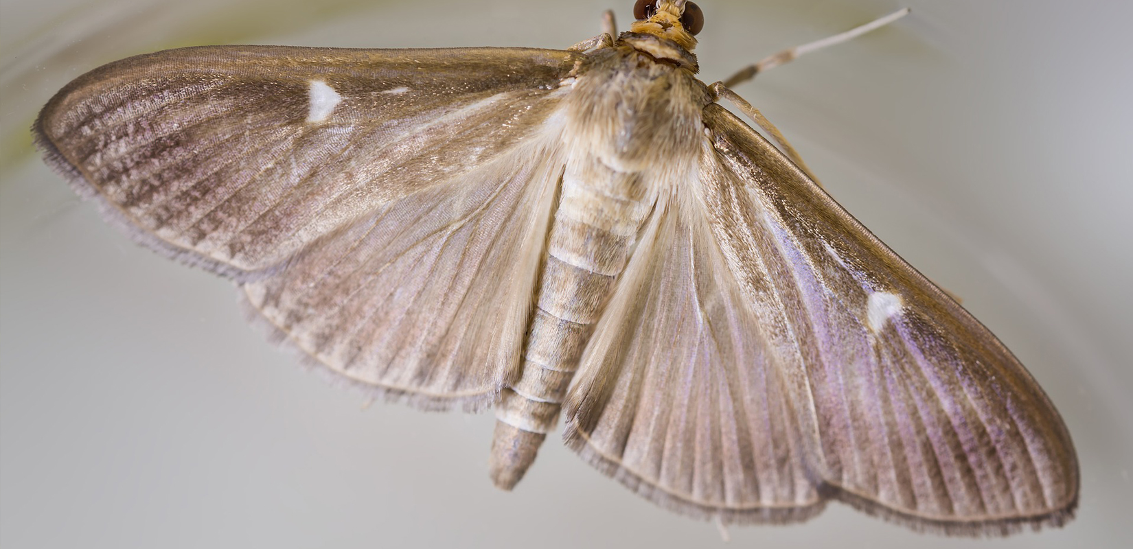 Herman Hesse, Noćni leptir