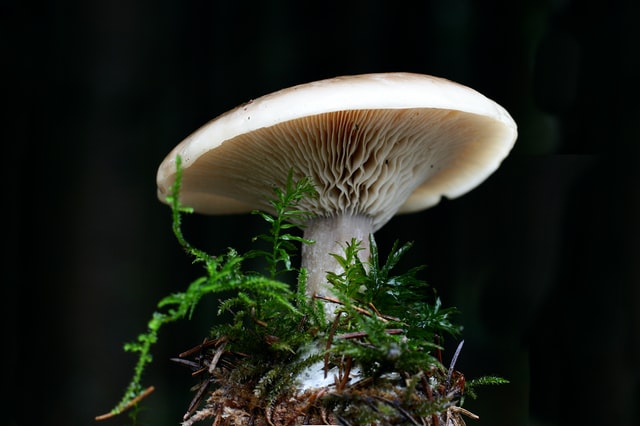 G, g (rukopisno slovo)