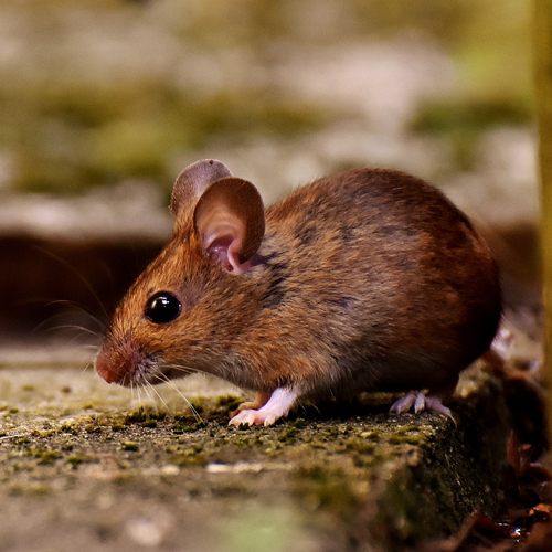 I, i (rukopisno slovo)