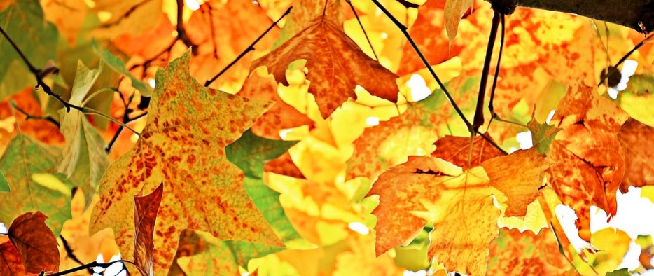 Pozdrav jeseni, učenički rad