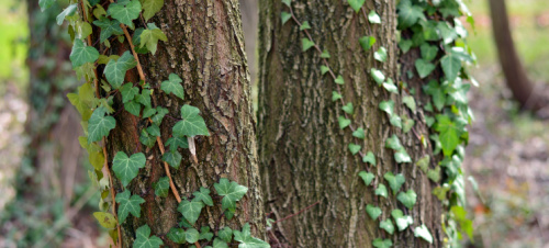 Energija u živome svijetu – 8. razred