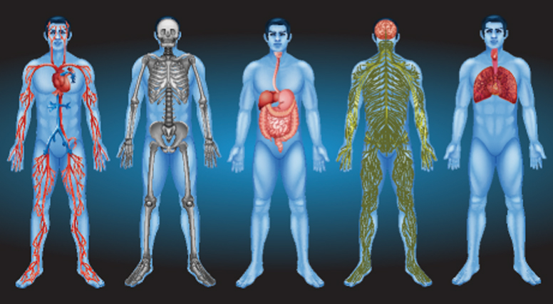 Što se nalazi unutar tijela?