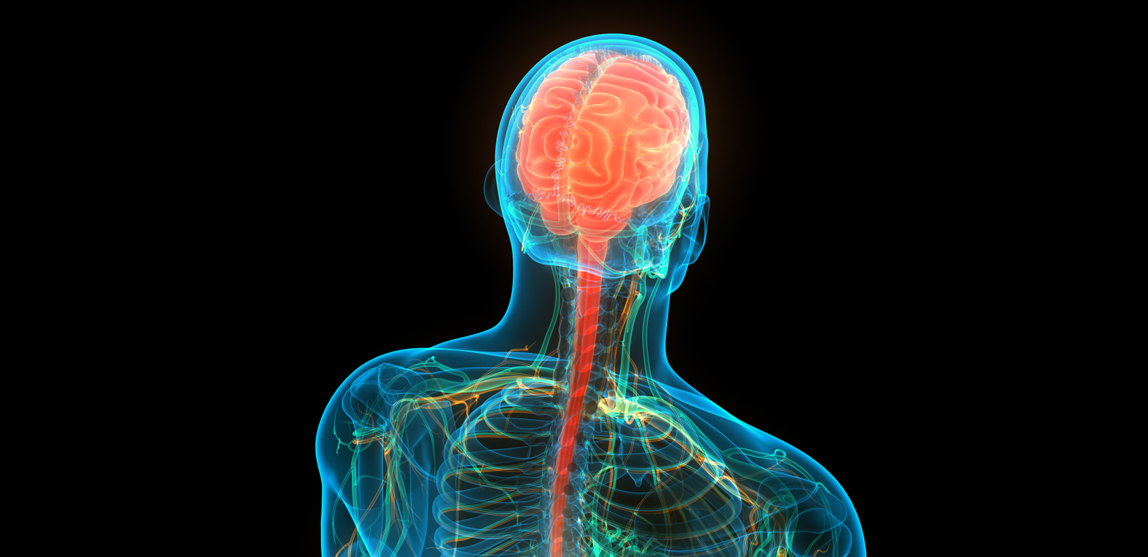 Mozak svime upravlja