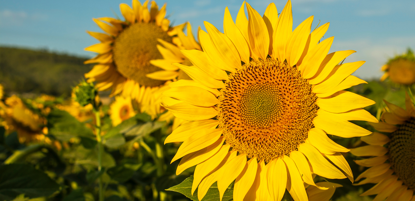 Ponovimo – opisivanje