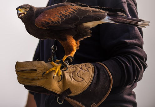 Bruno Ferrero, Lijeni sokol