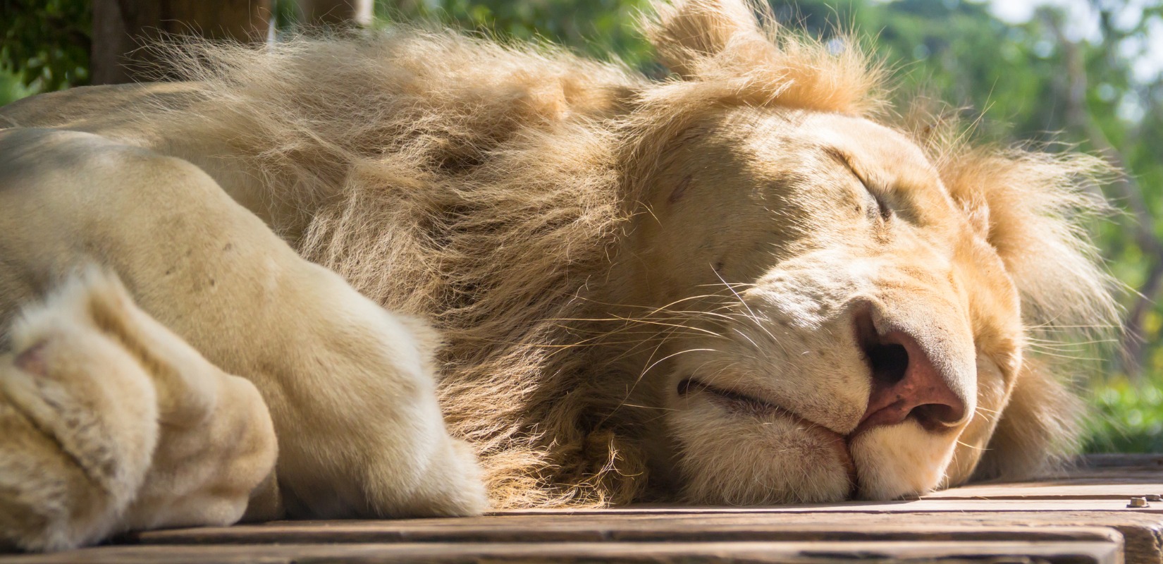 L je u lavu, labudu i lisici